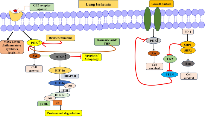 Pharmacological modulation of PI3K/PTEN/Akt/mTOR/ERK signaling pathways ...