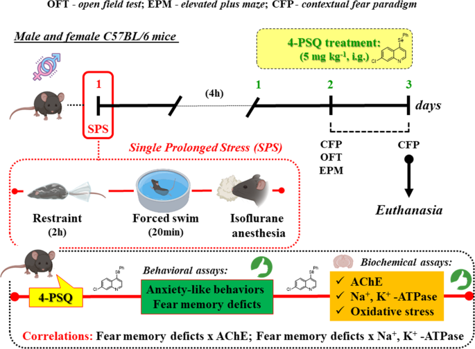 7-chloro-4-(phenylselanyl) quinoline (4-PSQ) modulates biochemical and ...