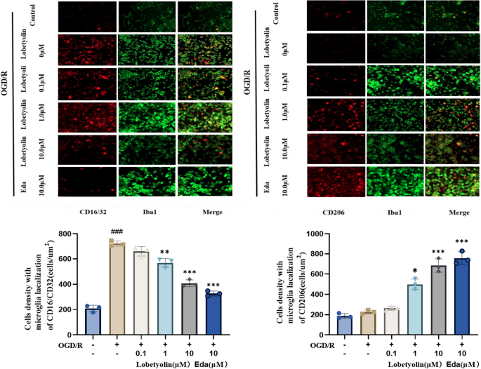 Correction to: Regulation of oxygen–glucose deprivation/reperfusion ...