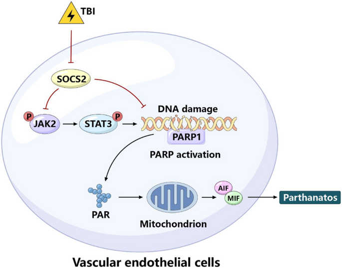 SOCS2 alleviates traumatic brain injury-induced mitochondrial damage ...