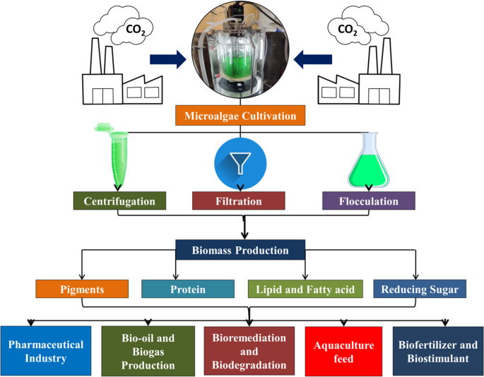 Harnessing the potential of microalgae for carbon sequestration to ...