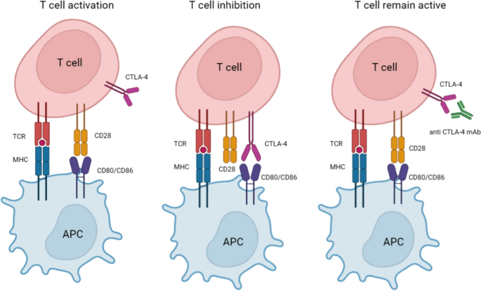 Elucidating CTLA-4’s role in tumor immunity: a comprehensive overview ...