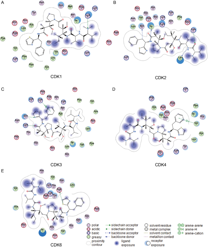 Identification of the potential Pan-CDK antagonists: tracing the path ...