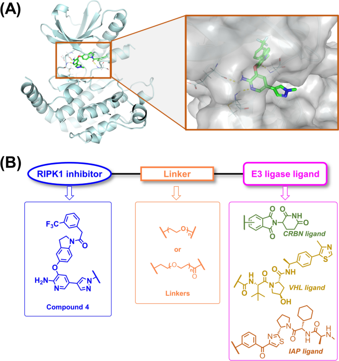 Design, synthesis, and biological evaluation of RIPK1-targeting PROTACs ...