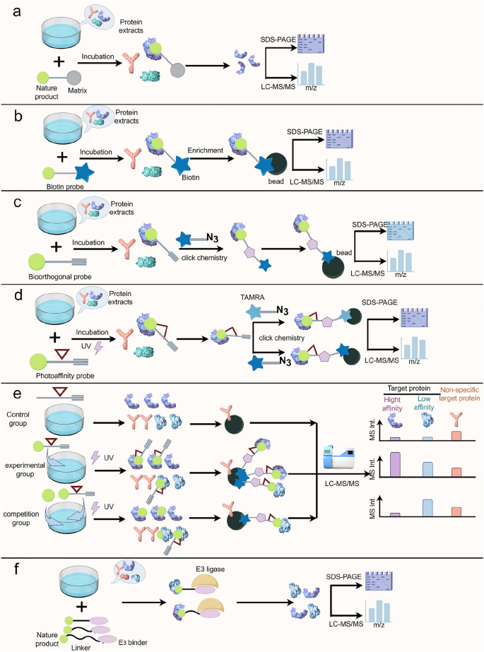 Progress and application of activity-based protein profiling for the ...