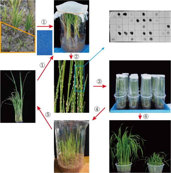 An artificial inoculation method for evaluating rice resistance to ...