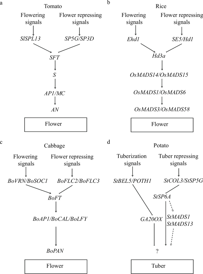 Insights into engineering flowering time for breeding innovation and ...