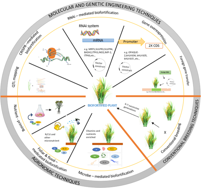Genomics-assisted breeding approaches for protein biofortification in ...