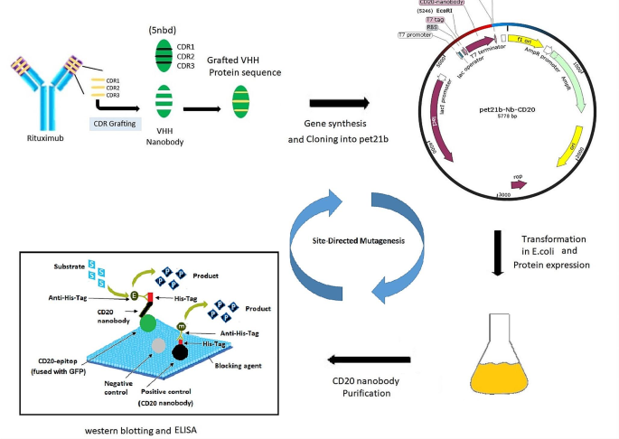 CDR grafting and site-directed mutagenesis approach for the generation ...