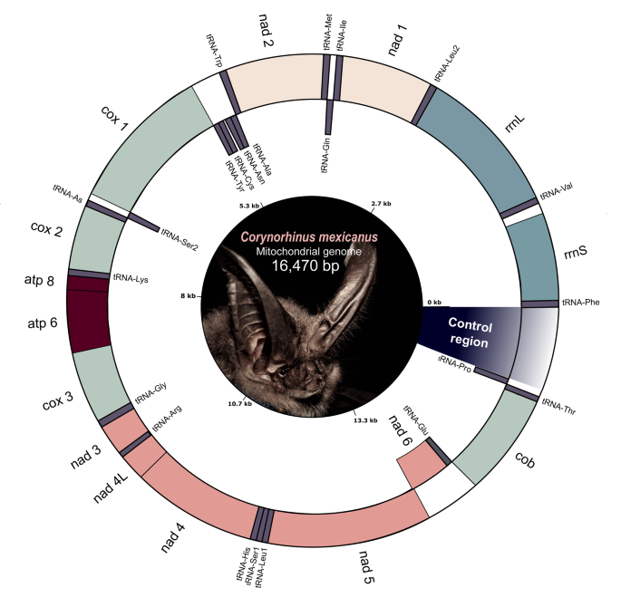 Characterization of the mitochondrial genomes of the Mexican endemic ...