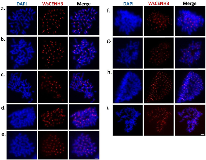 Immunodetection of tubulin and centromeric histone H3 (CENH3) proteins ...