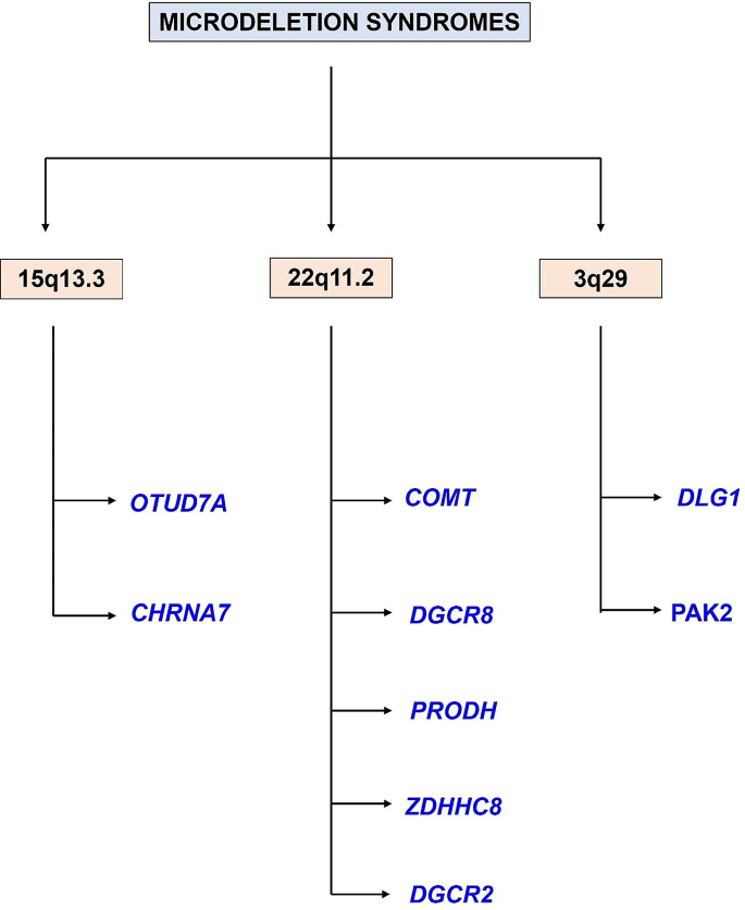 Genetic components of microdeletion syndromes and their role in ...