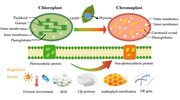 Research progress on differentiation and regulation of plant ...