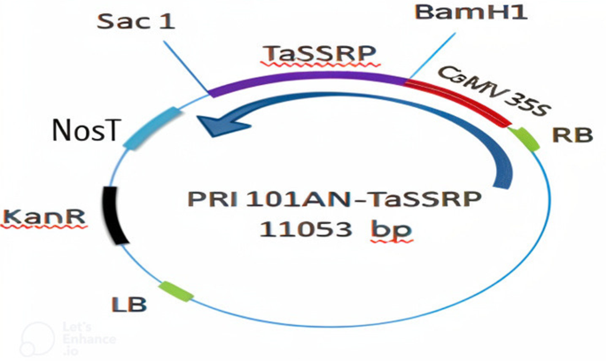 Transgenic tobacco plants overexpressing a wheat salt stress root ...