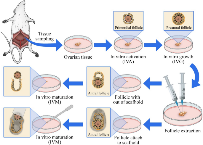 Innovations in 3D ovarian and follicle engineering for fertility ...