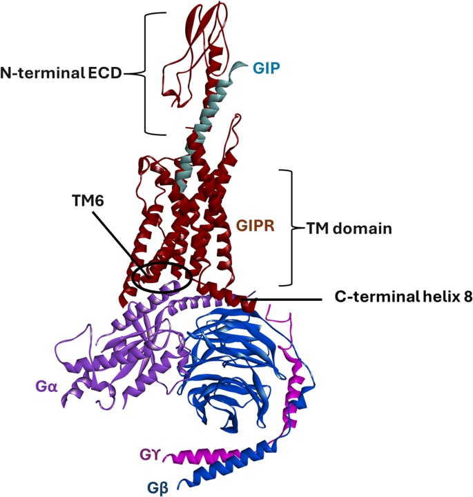 Insights into the structure and activation mechanism of some class B1 ...