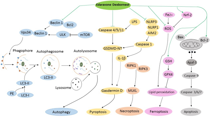 Potential of Edaravone Dexborneol in the treatment of cerebral ischemia ...