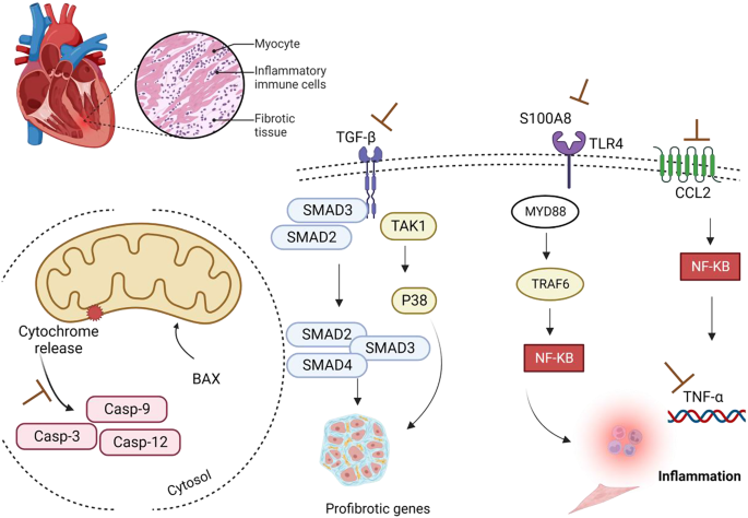 MicroRNA-24 therapeutic potentials in infarction, stroke, and diabetic ...
