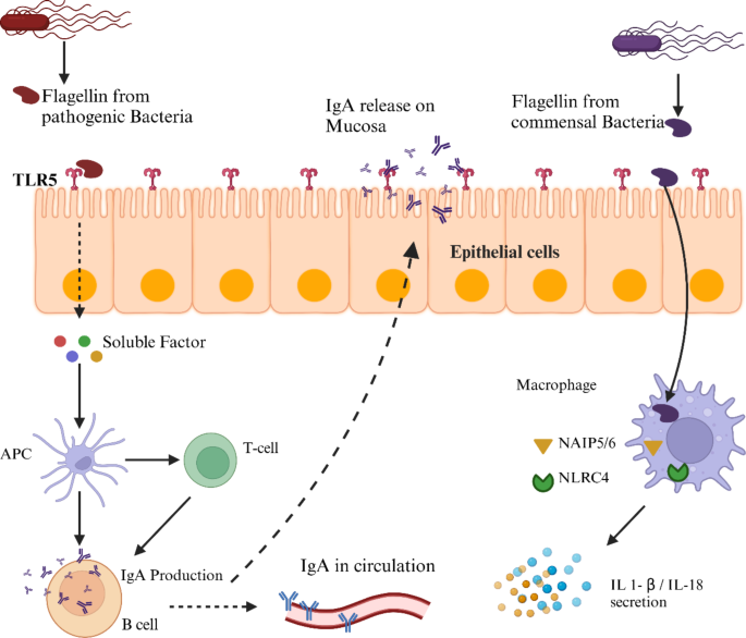 Structural engineering of flagellin as vaccine adjuvant: quest for the ...