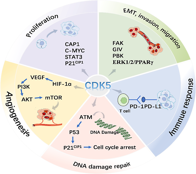 CDK5: Insights into its roles in diseases | Molecular Biology Reports