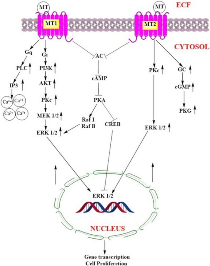 Cellular signalling of melatonin and its role in metabolic disorders ...