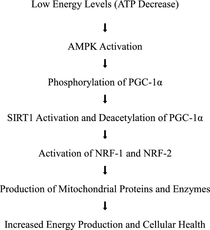 Pharmacological approaches to enhance mitochondrial biogenesis: focus ...