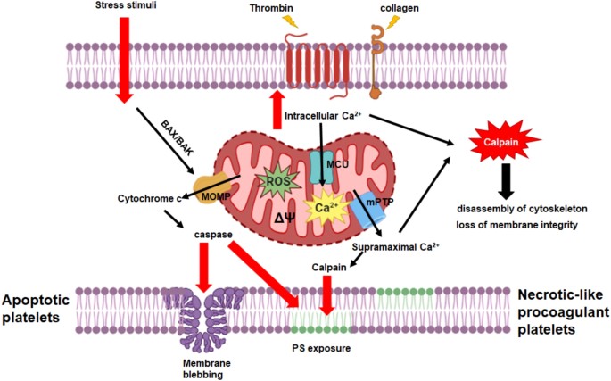 Platelets and mitochondria: the calcium connection | Molecular Biology ...