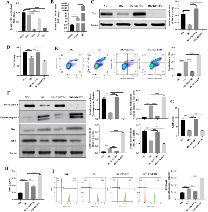 FTO-mediated Nrf2 demethylation alleviates high glucose-induced ...