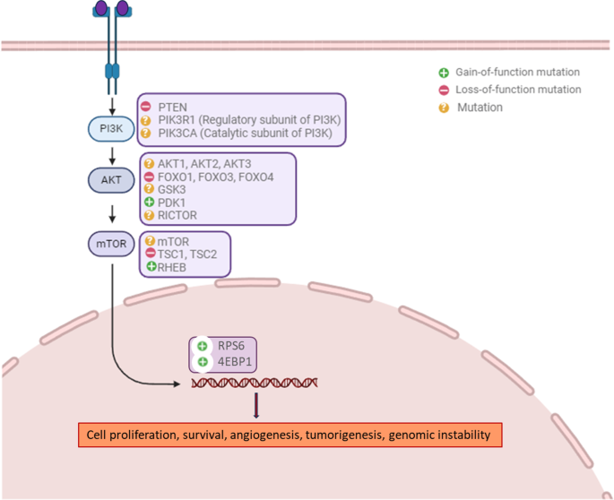 Role of signaling pathways in endometrial cancer | Molecular Biology ...
