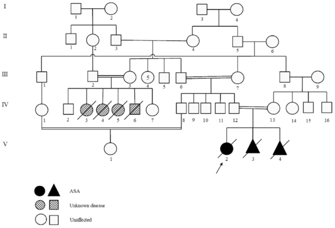 Identification of the potential pathogenicity of a VUS in the ASL gene ...
