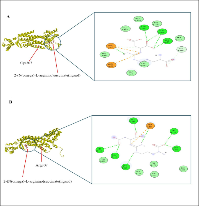 Identification of the potential pathogenicity of a VUS in the ASL gene ...