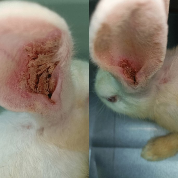 Molecular phylogeny of Psoroptes ovis isolated from ear canker in a ...