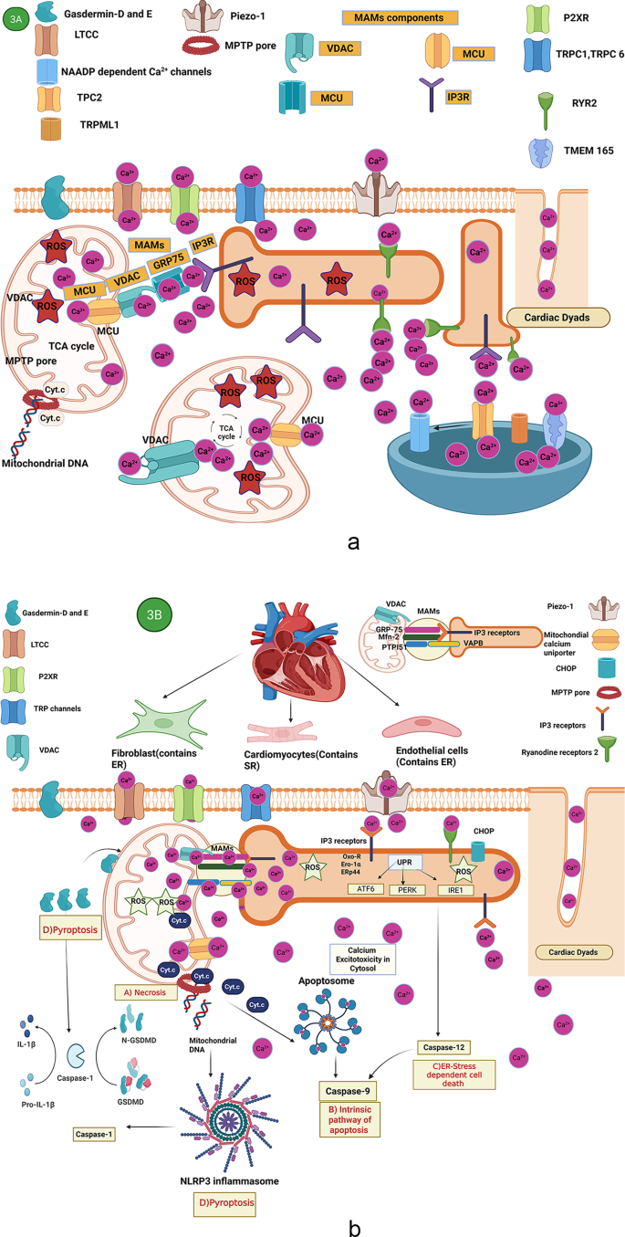 Calcium signalling and organelle crosstalk in cardiovascular disease ...