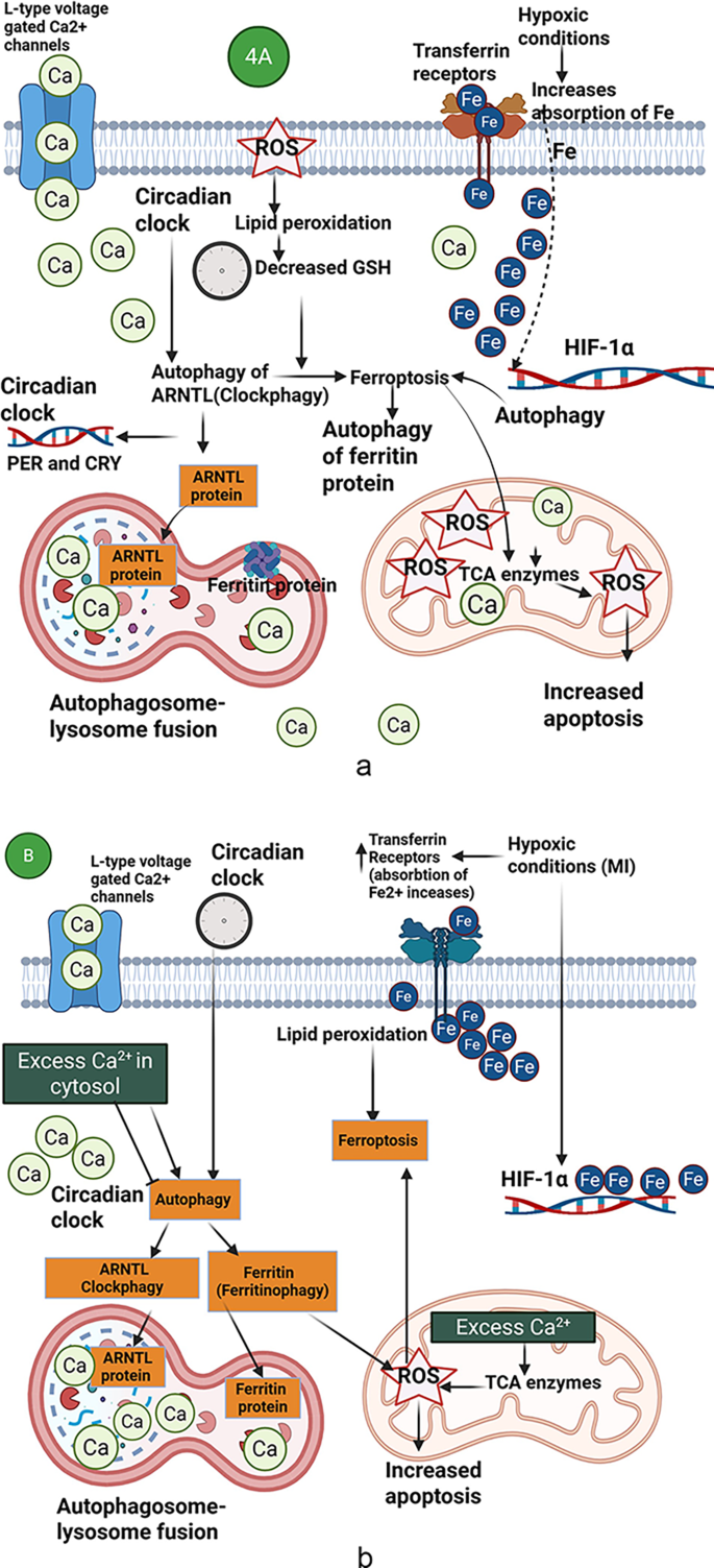 Calcium signalling and organelle crosstalk in cardiovascular disease ...