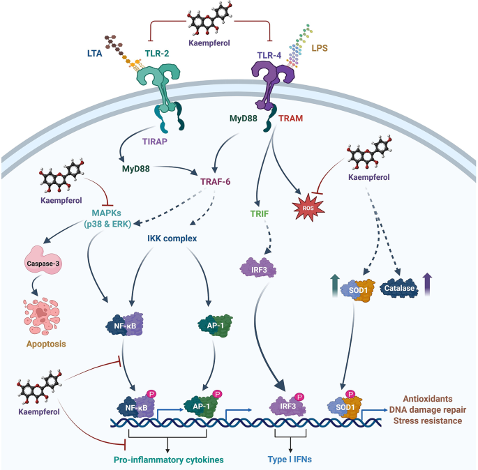 Kaempferol suppresses TLR-2 and TLR-4 coactivation by attenuation of ...