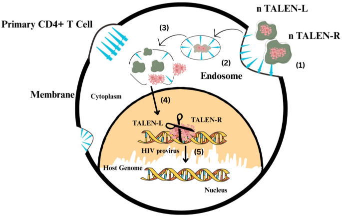 Unlocking the role of transcription activator-like effector nuclease ...
