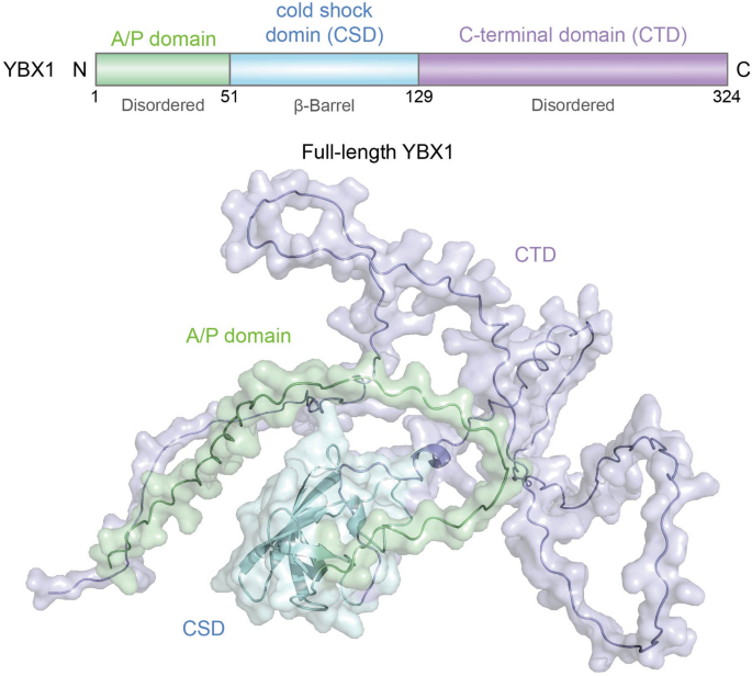 The functions and regulation of transcription factor YBX1 in cancers ...