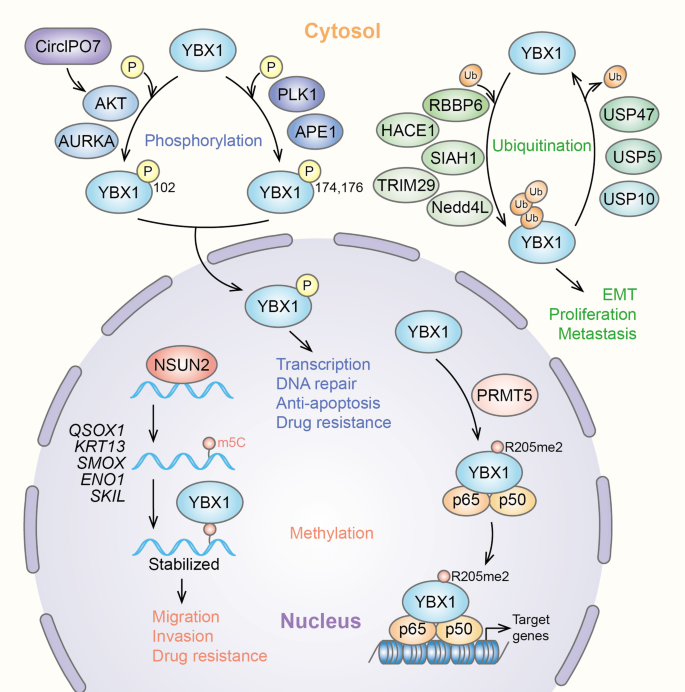 The functions and regulation of transcription factor YBX1 in cancers ...