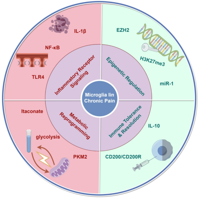 Beyond inflammation: a comprehensive microglial regulation model in ...