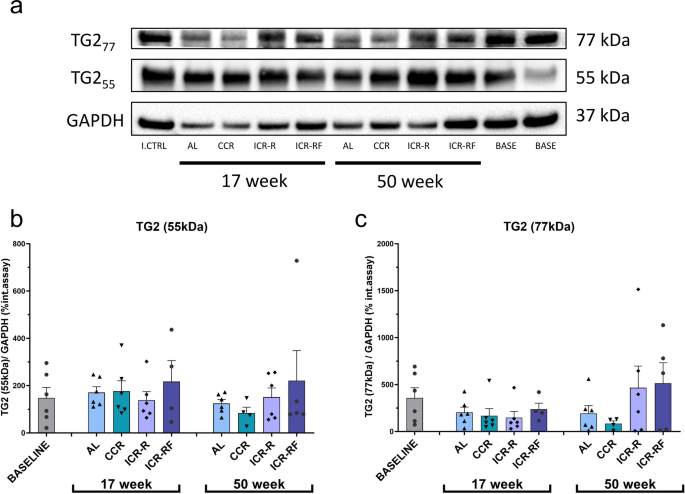 Correction: Regulation of transglutaminase‑2 and related miRNAs ...