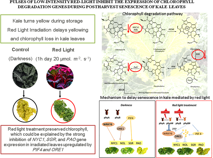 Pulses of low-intensity red light inhibit the expression of chlorophyll ...