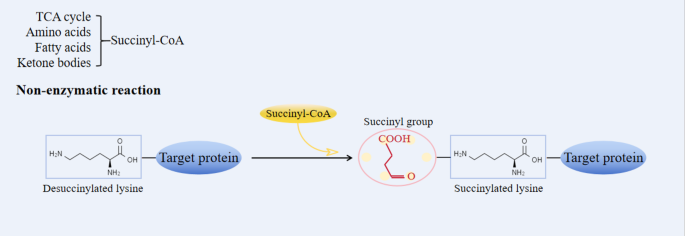 The role of succinylation-mediated metabolic reprogramming in tumor ...