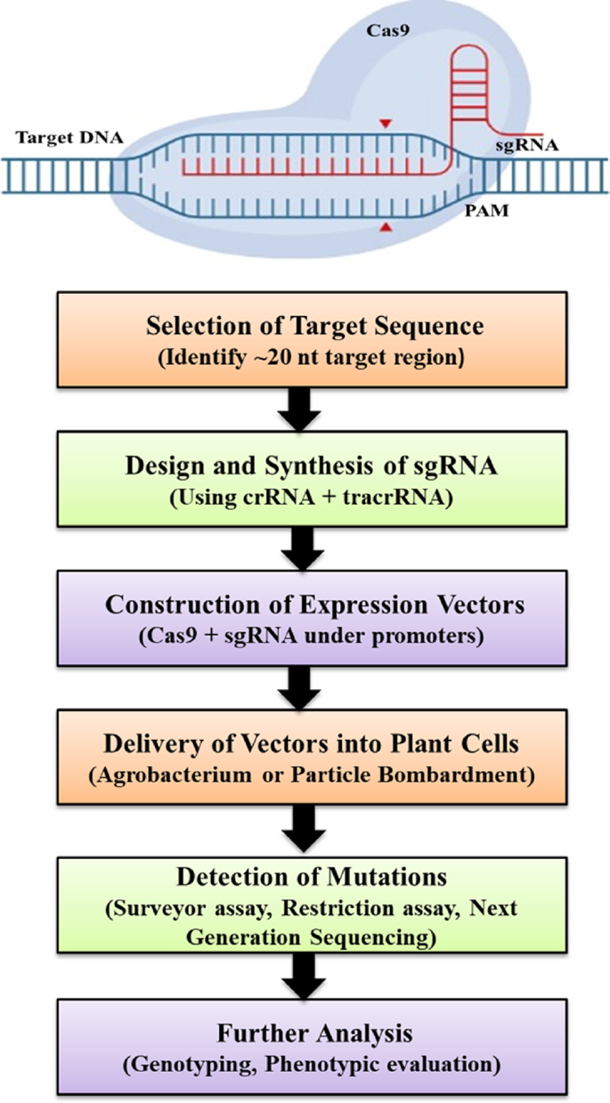 Genome editing in vegetable crops: a new era of sustainable agriculture ...