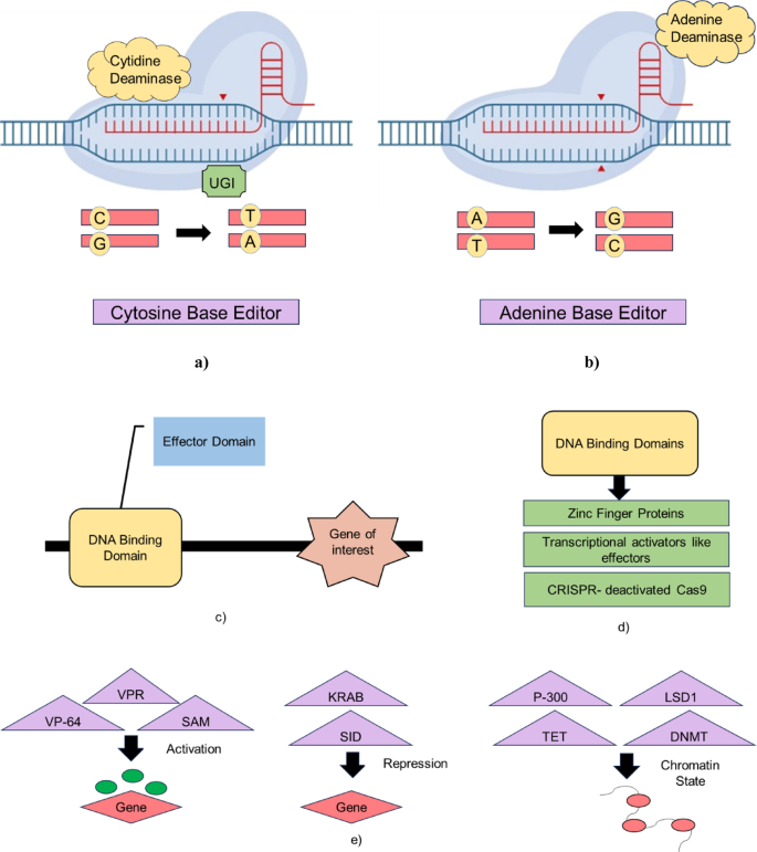 Genome editing in vegetable crops: a new era of sustainable agriculture ...