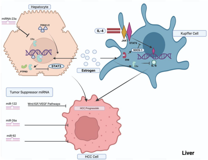 Molecular mechanisms of sex hormones in Hepatocellular Carcinoma: a ...