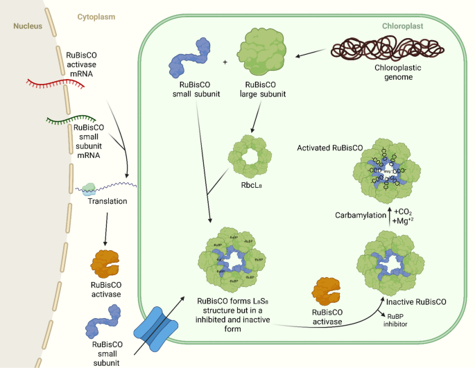 Strategies to improve photosynthesis by modifying the RuBisCO system and its limitations ...