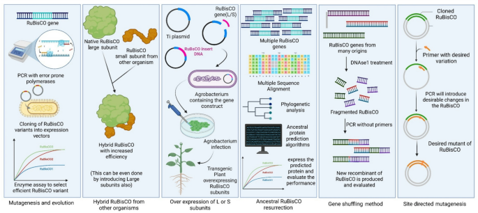 Strategies to improve photosynthesis by modifying the RuBisCO system ...