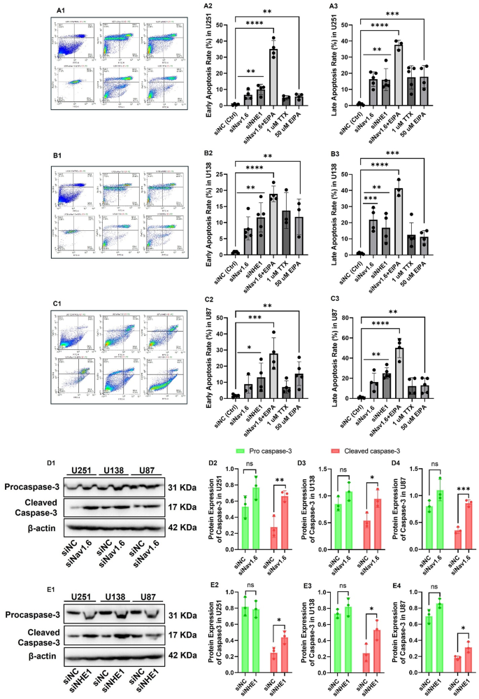 Voltage-Gated sodium channel Nav1.6 mediates glioblastoma proliferation ...
