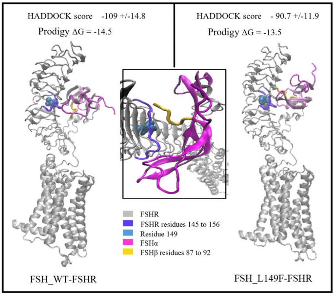 A FSHR missense variant associated with polycystic ovary syndrome in an ...