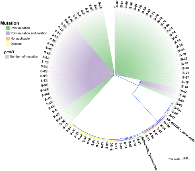 Colistin resistance in clinical isolates of Salmonella enterica from ...